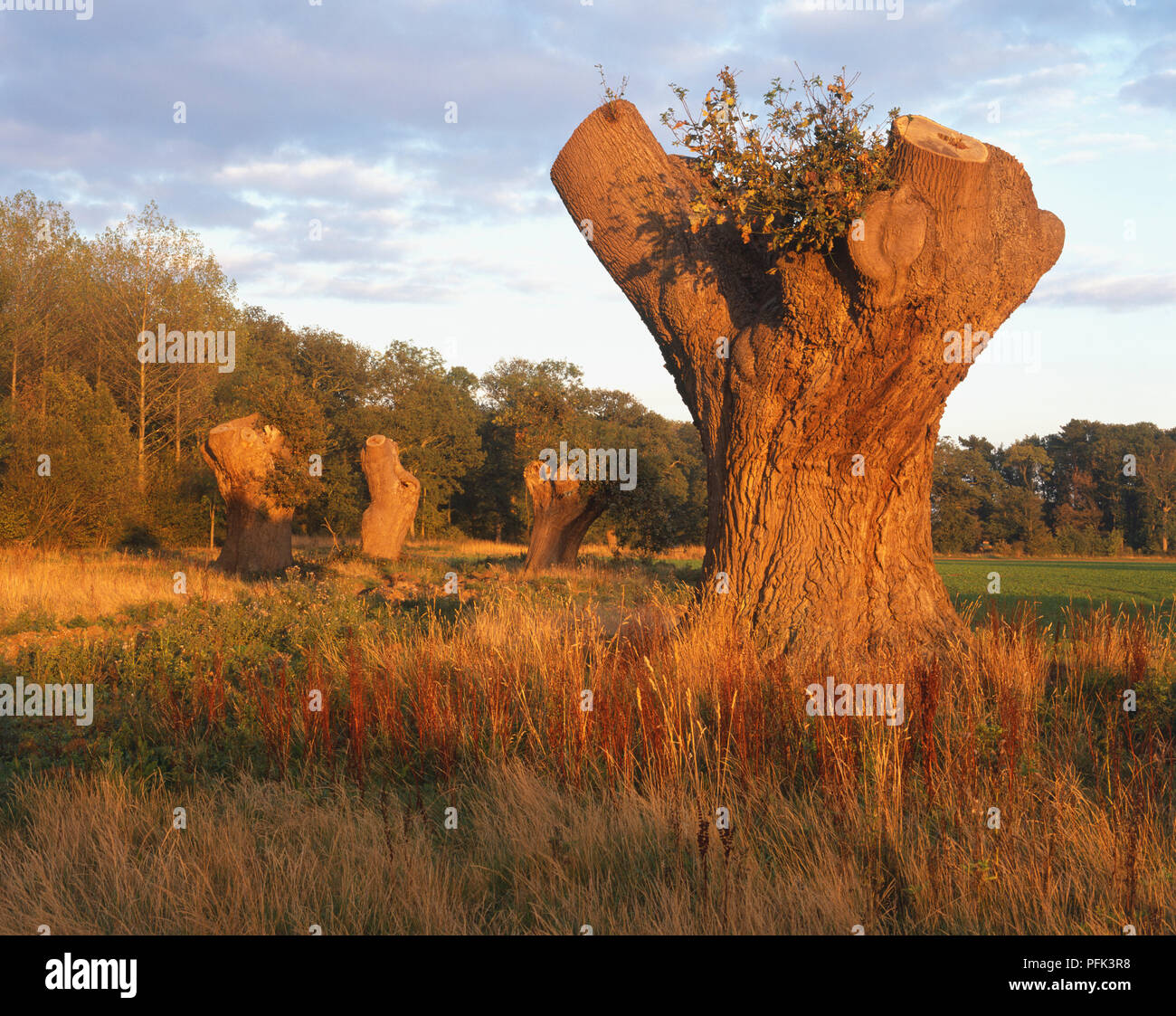 Pollarding old Trees by cutting off infected wood Stock Photo - Alamy