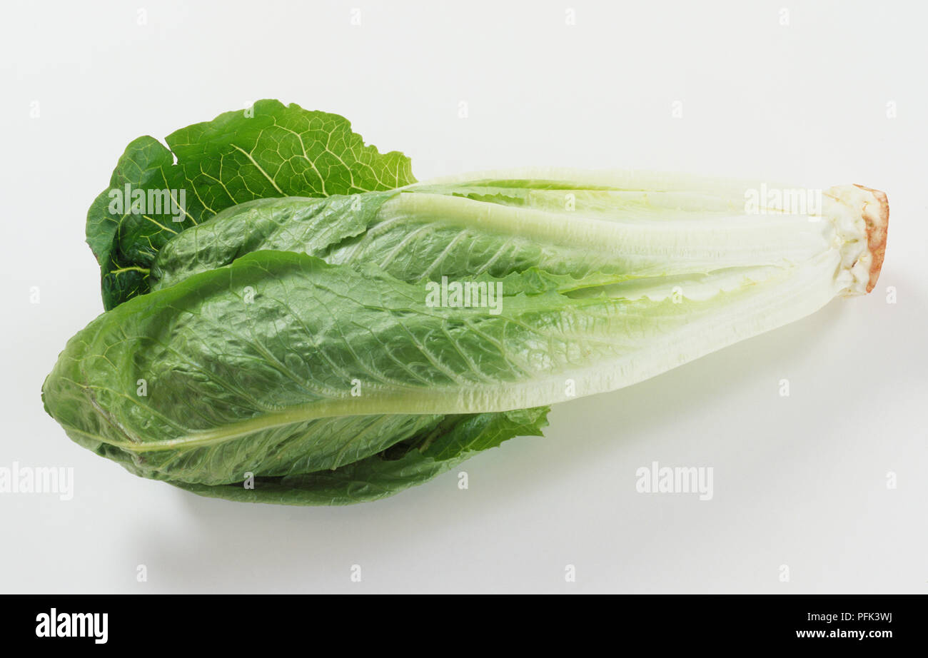 Lactuca sativa longifolia, Cos Lettuce, lettuce with long green leaves ...