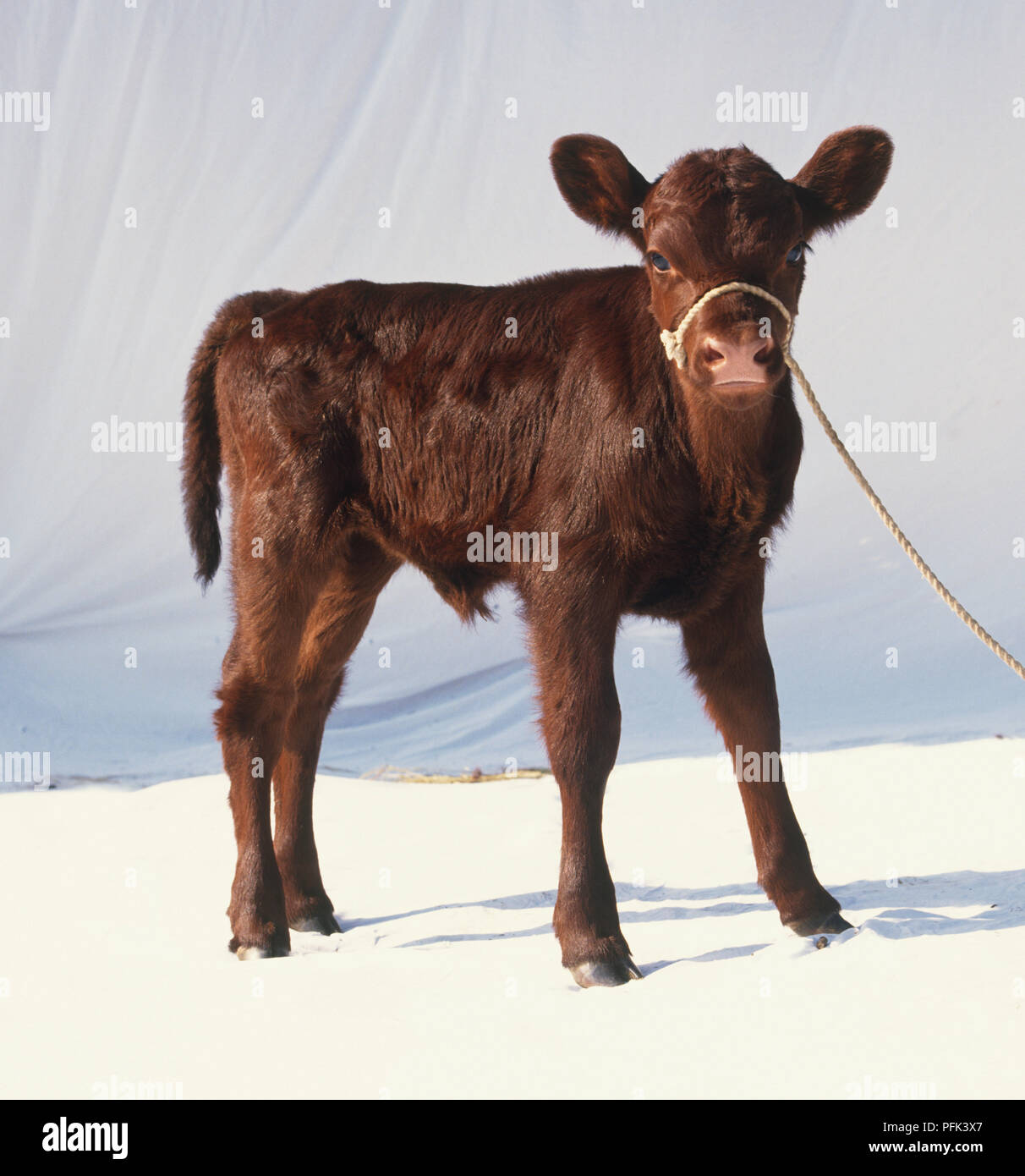 Standing brown calf (Bos taurus) on a leash, side view Stock Photo - Alamy