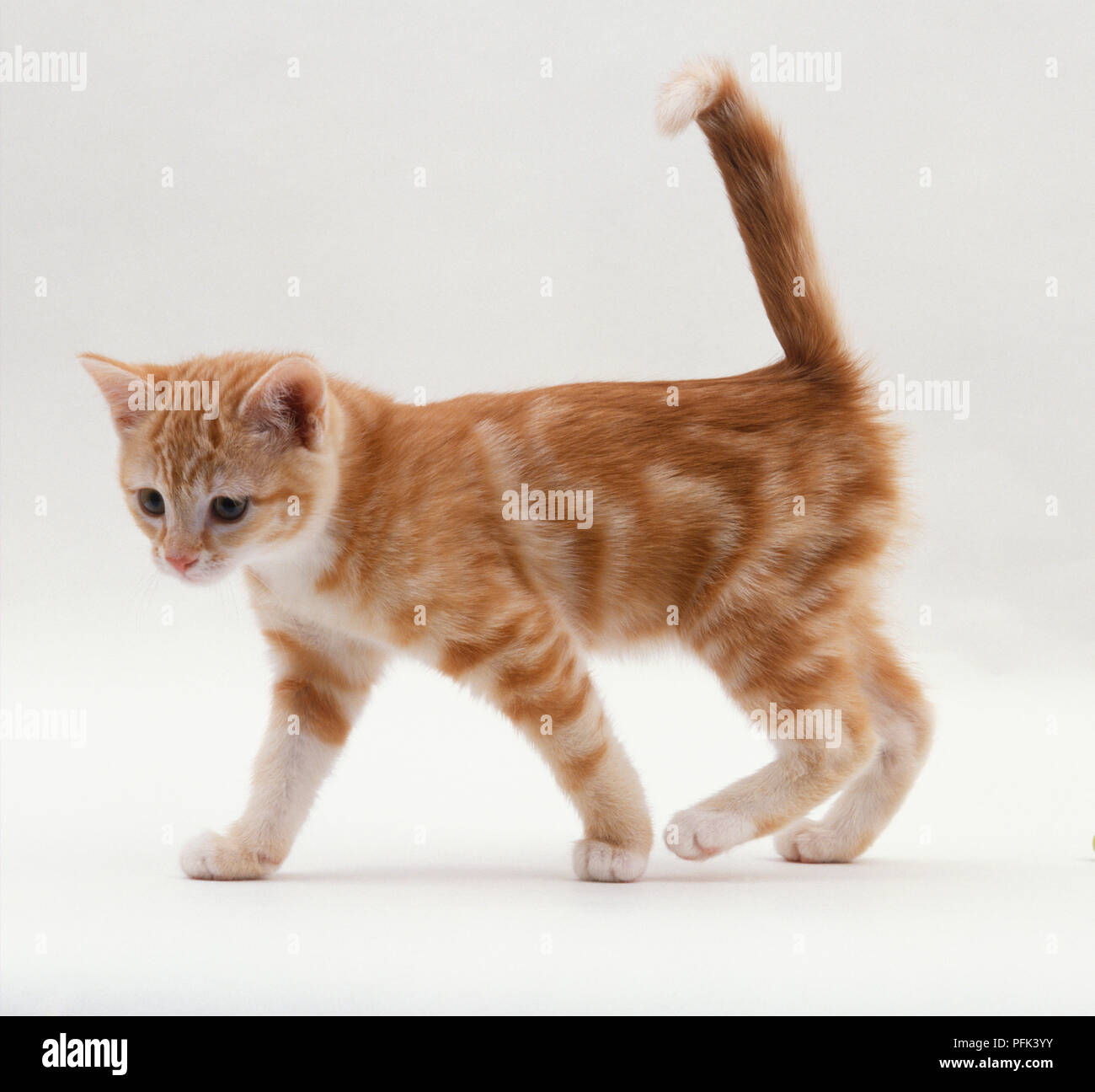 Ginger tabby kitten walking with raised tail, side view Stock Photo - Alamy