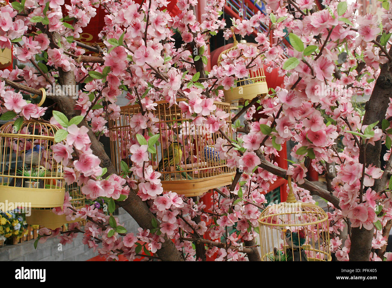 Eastern Asia, China, Beijing, Hou Hai, caged birds in blossom covered ...