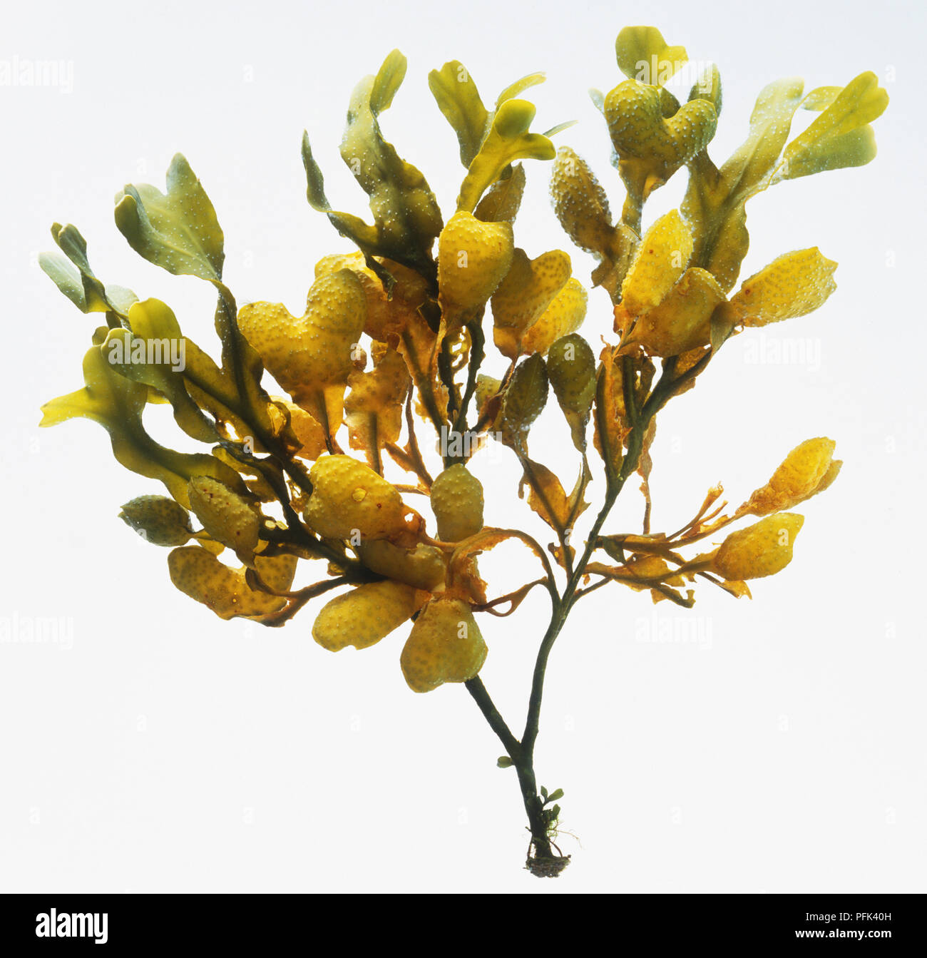 Branch of seaweed hi-res stock photography and images - Alamy