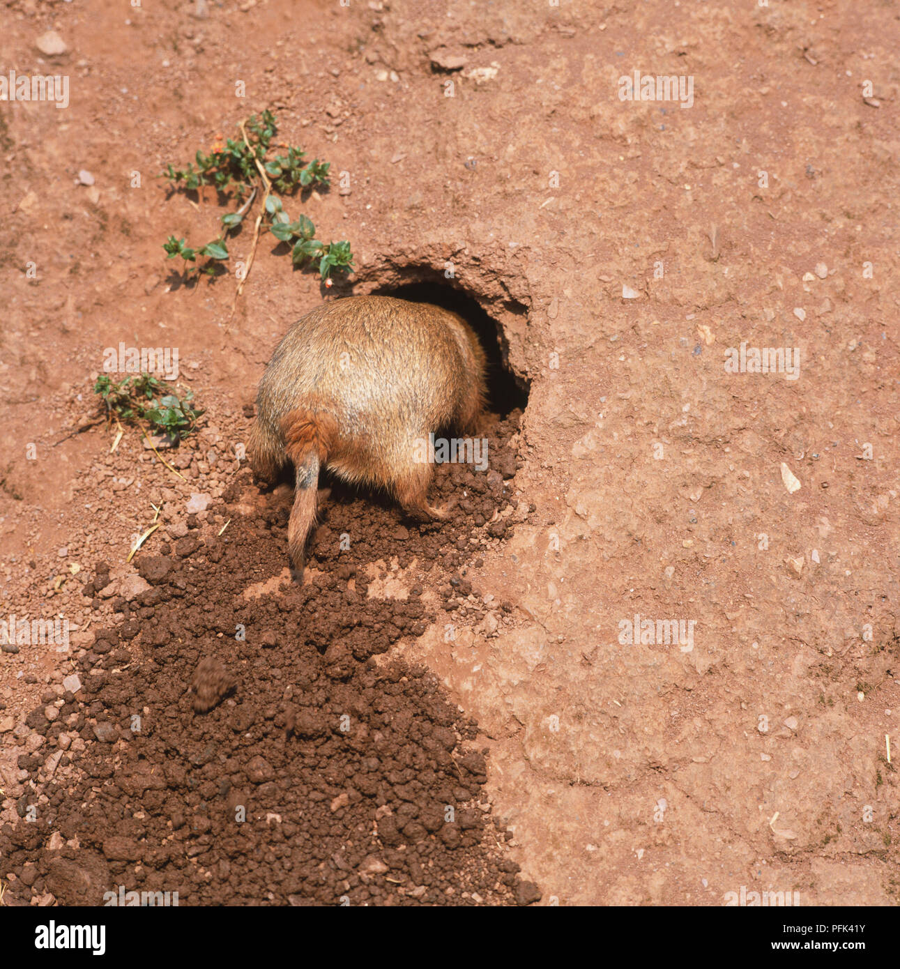 Prairie dog digging hi-res stock photography and images - Alamy