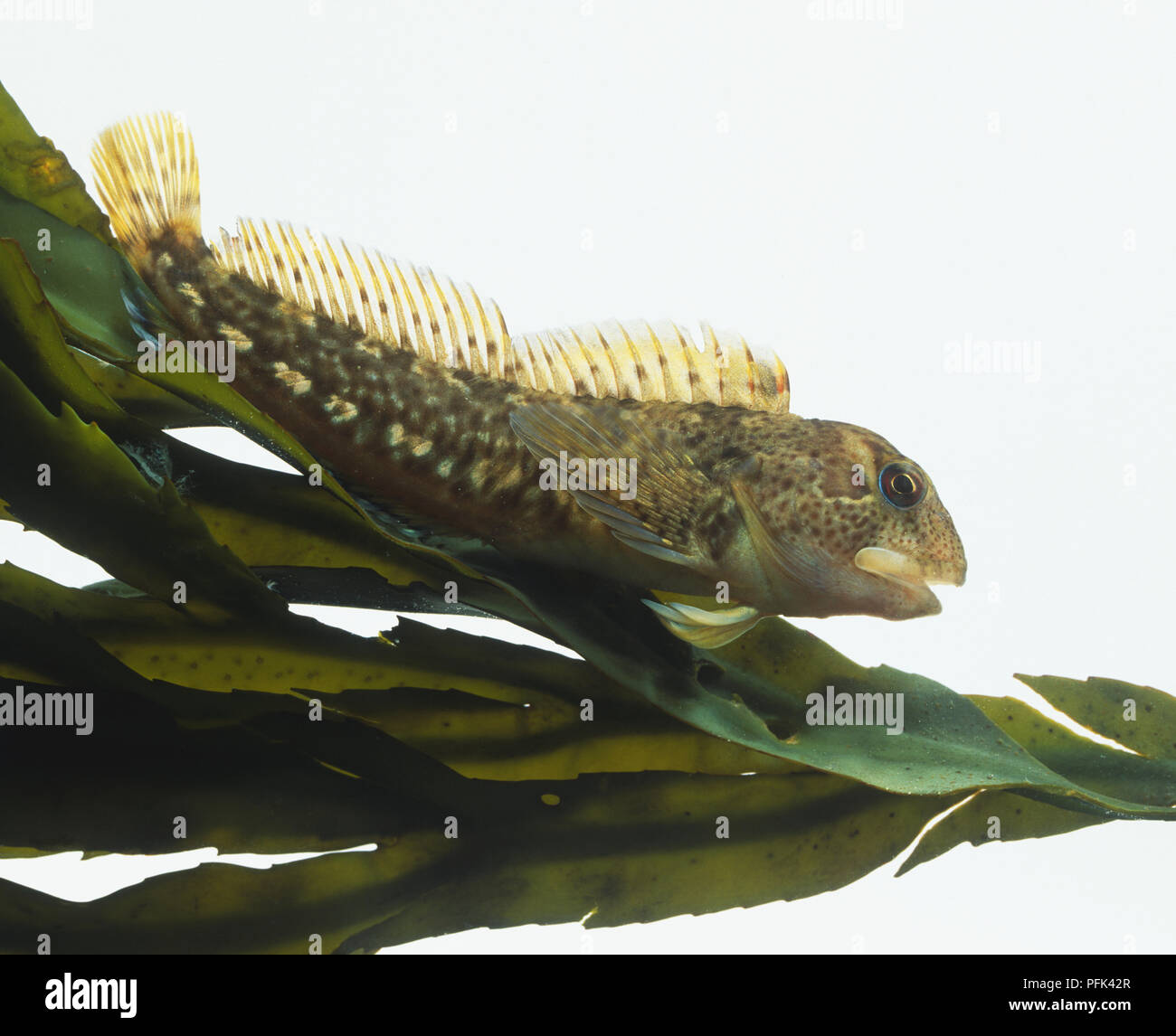 Shanny hi-res stock photography and images - Alamy