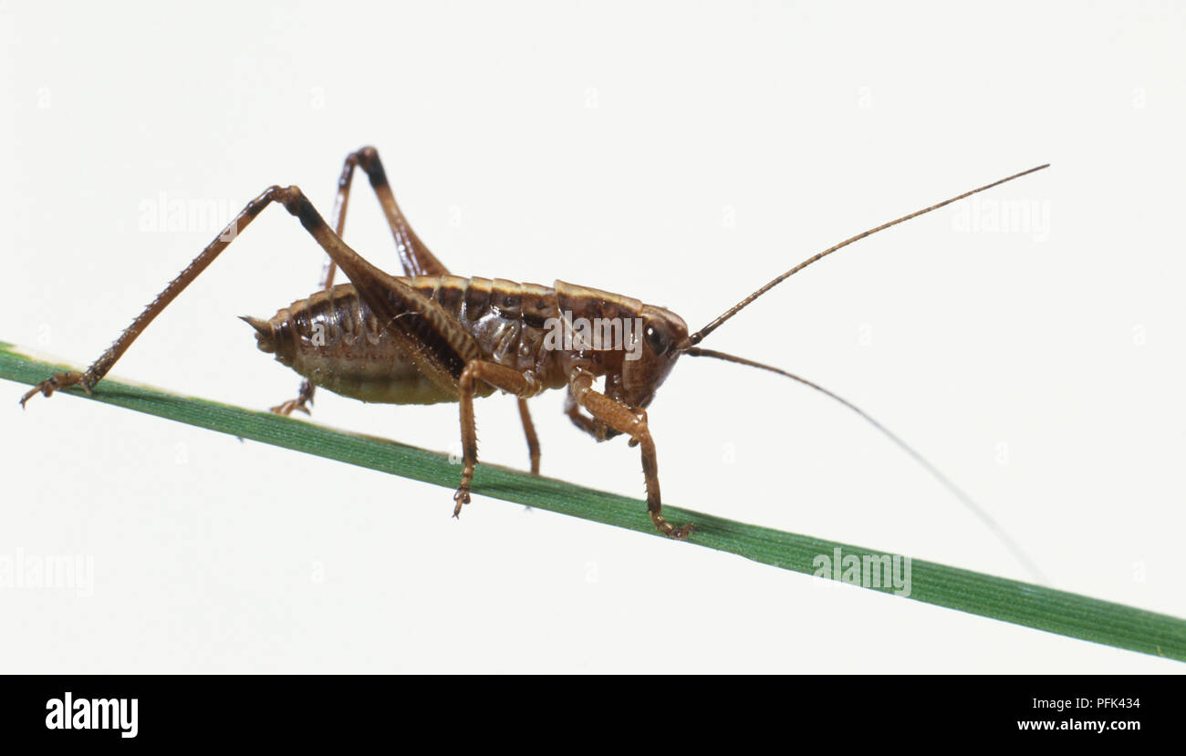 Cricket on a leaf, close up Stock Photo - Alamy