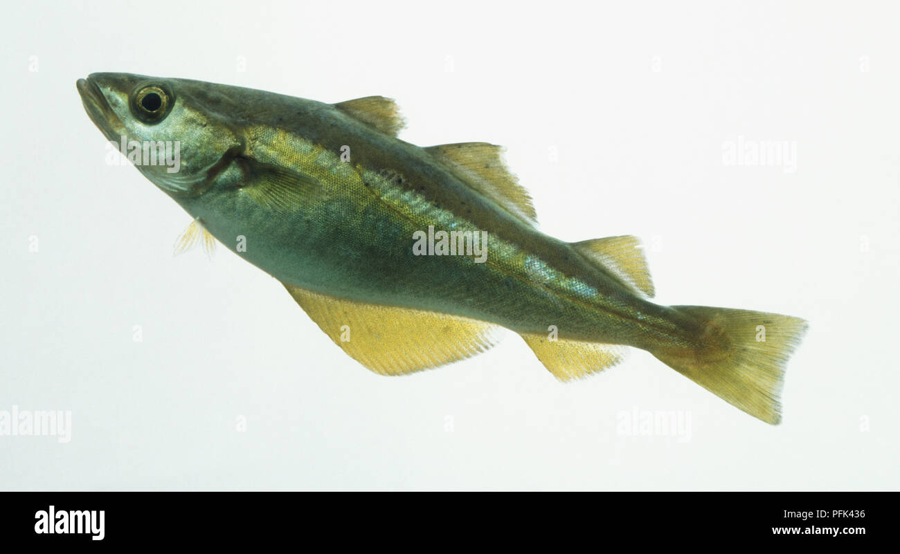 Pollack hi-res stock photography and images - Alamy