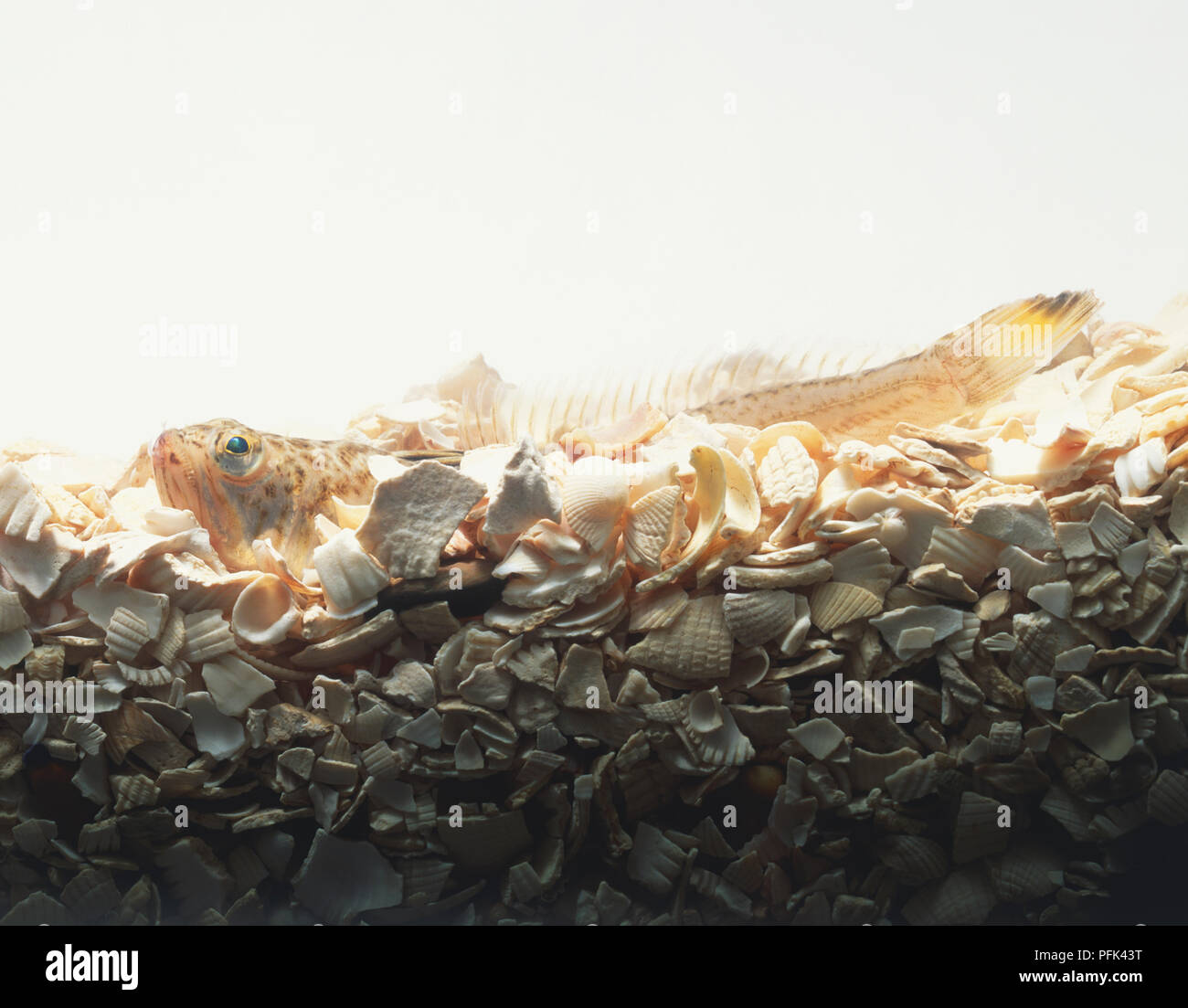 Lesser weever fish (Echiichthys vipera) half-hidden amongst shells ...