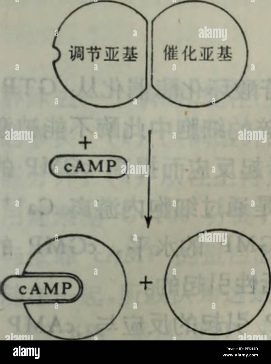 This Chinese text discusses various botanical topics, focusing on plant ...