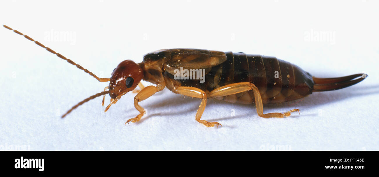 Earwig anatomy hi-res stock photography and images - Alamy