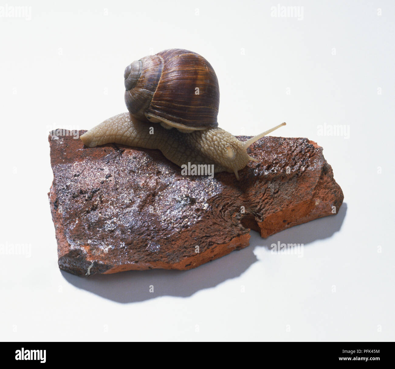 Shell on a rock hi-res stock photography and images - Alamy