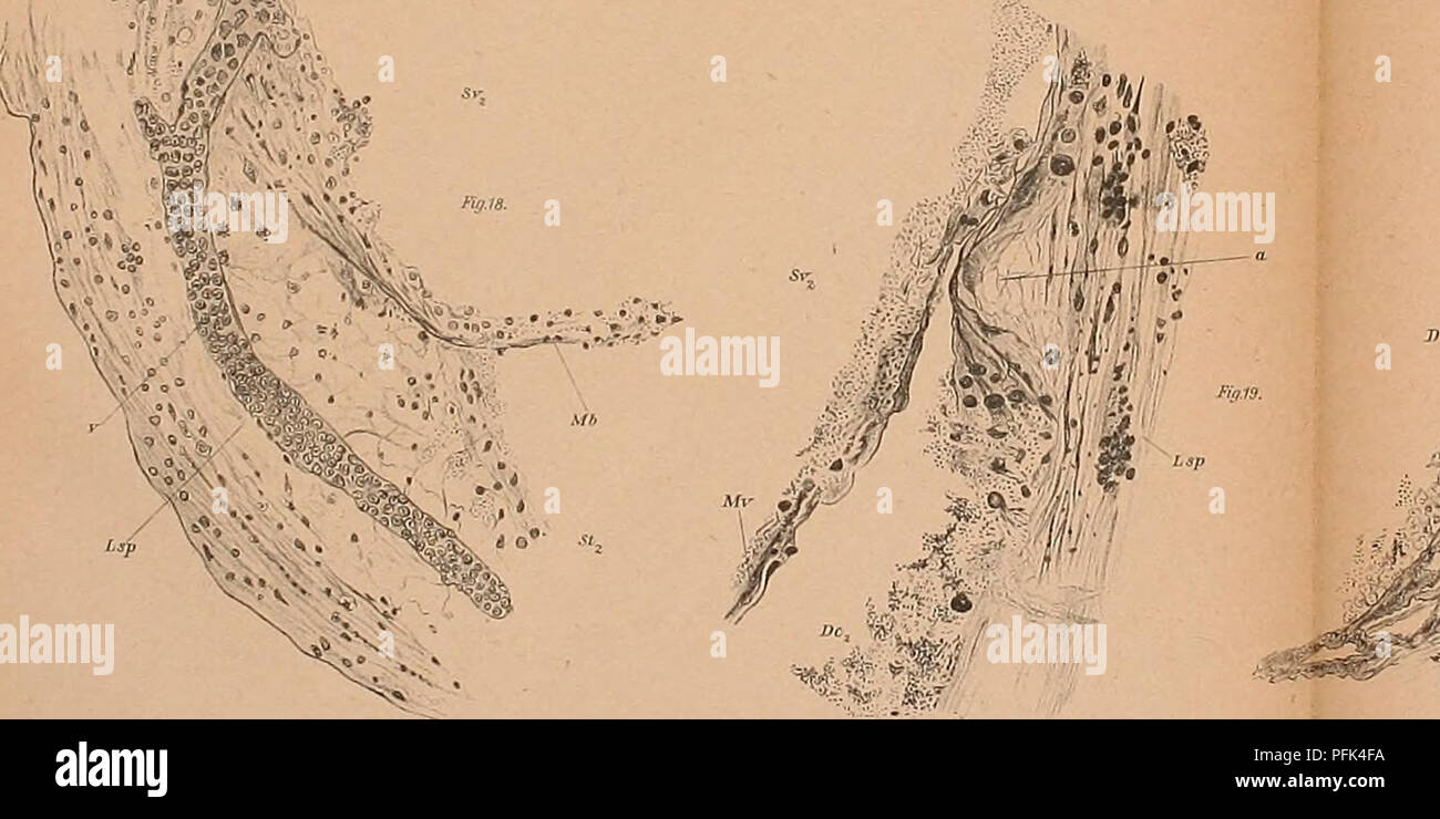 This publication from the Austrian Academy of Sciences presents various ...