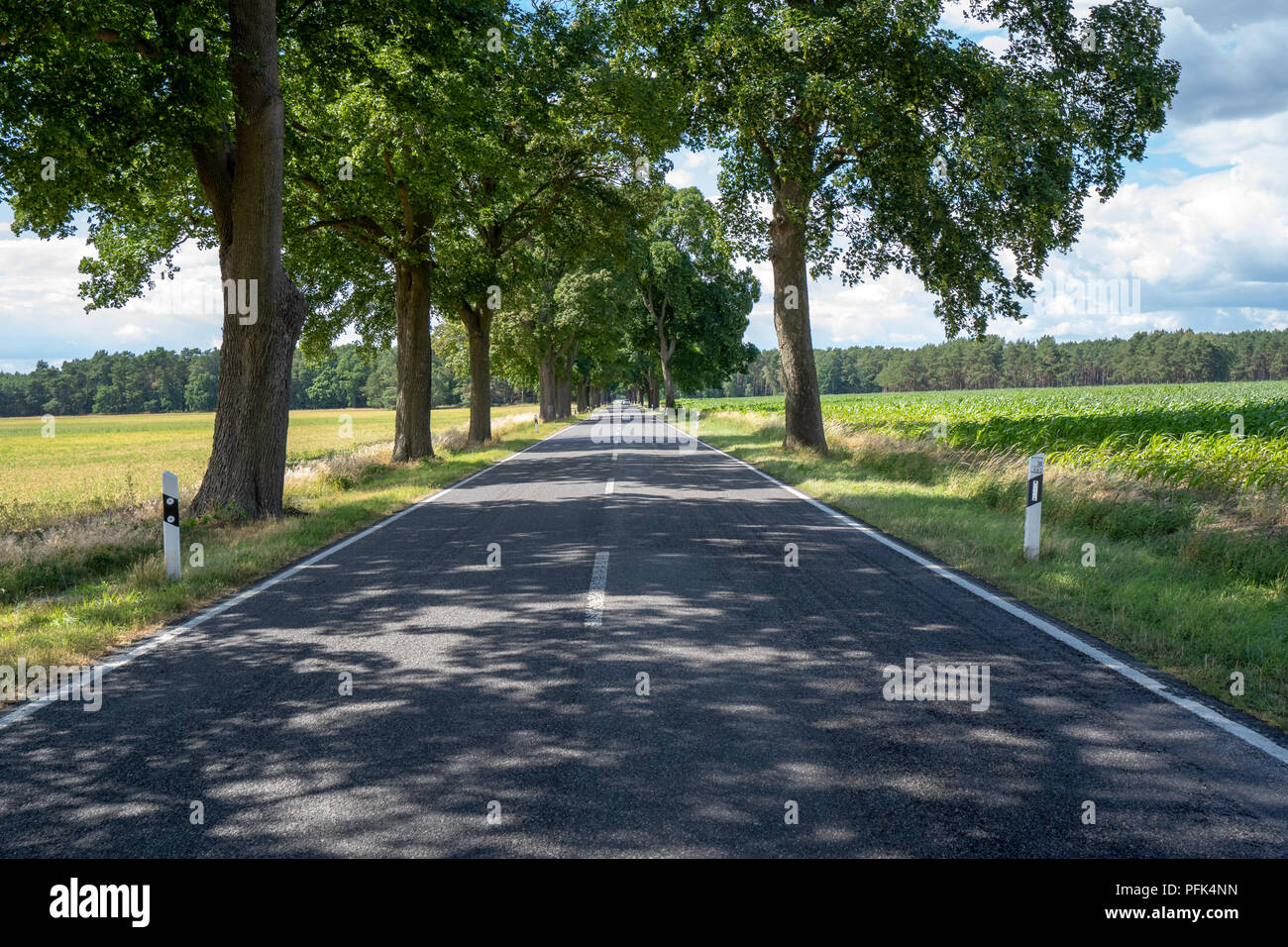 Photography of an Avenue with Trees Stock Photo - Alamy