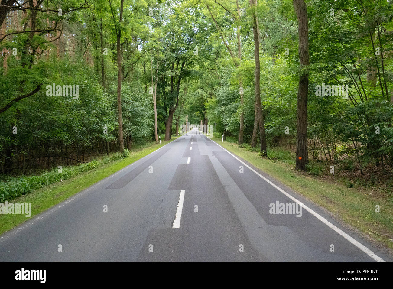 Photography of an Avenue with Trees Stock Photo - Alamy
