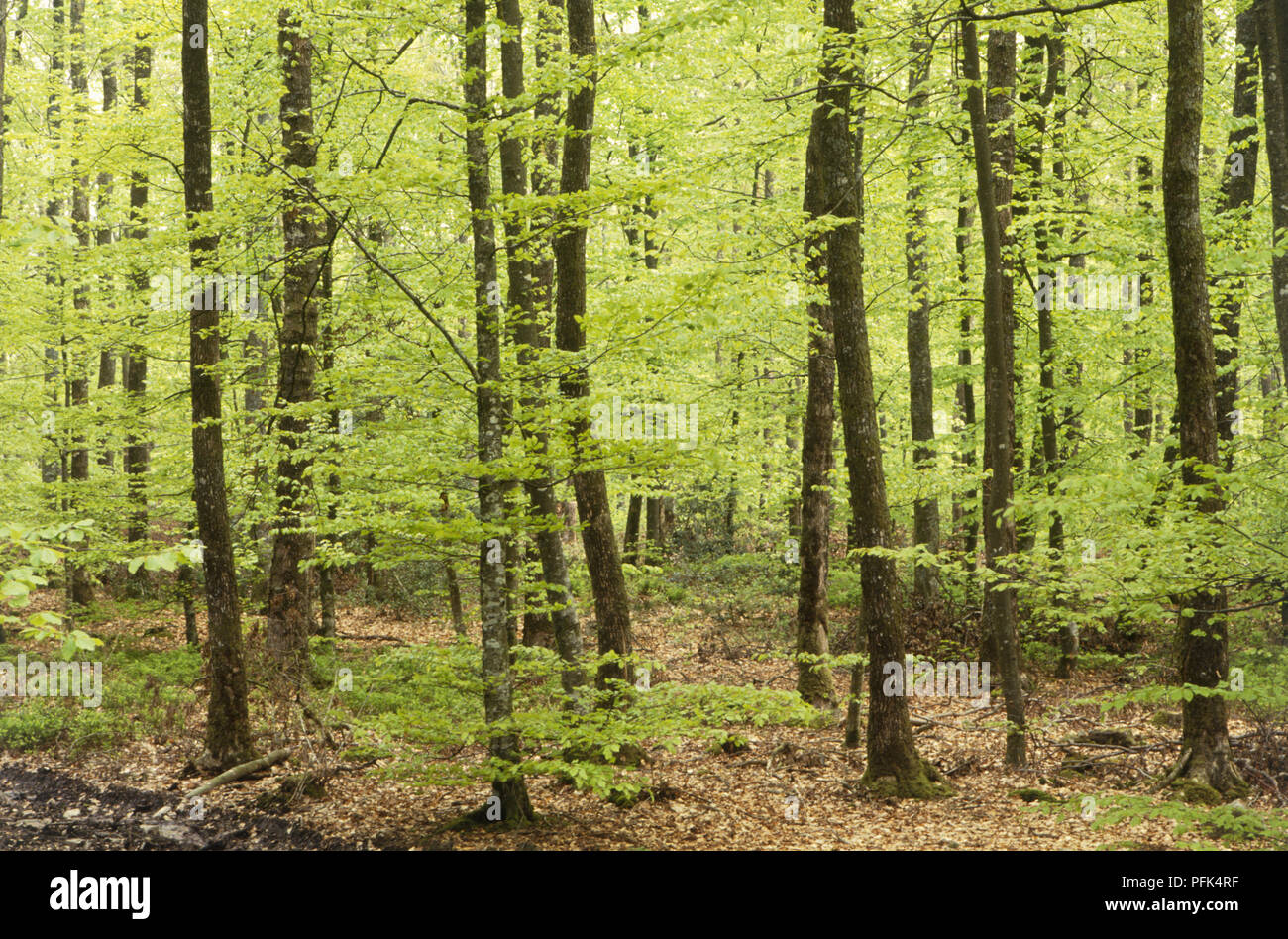 Deciduous forest on spring hi-res stock photography and images - Alamy