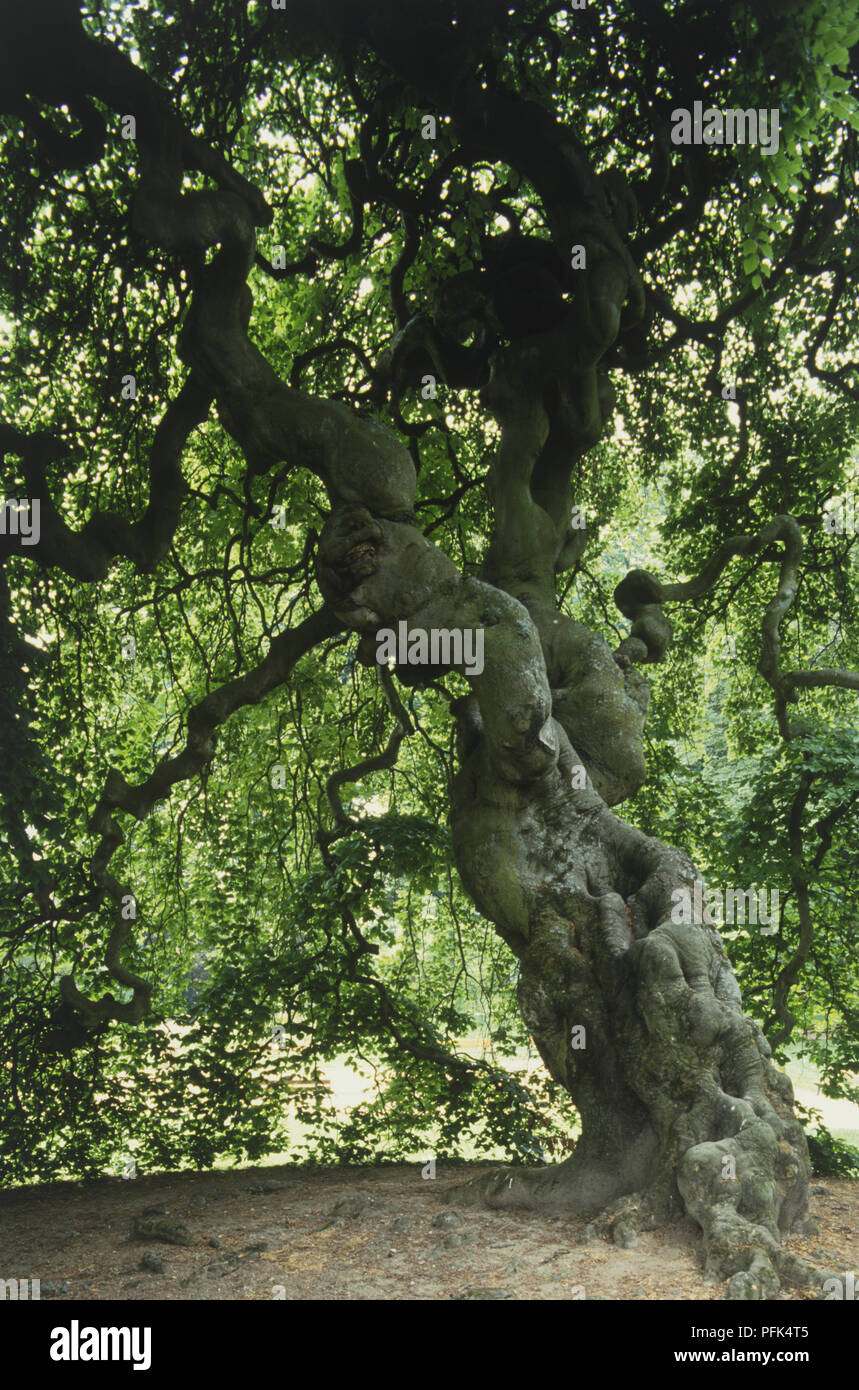 Old gnarled beech fagus sylvatica hi-res stock photography and images ...