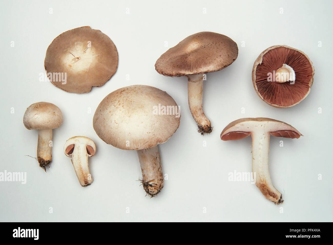 Agaricus campestris (Field mushroom), whole and cross section Stock ...