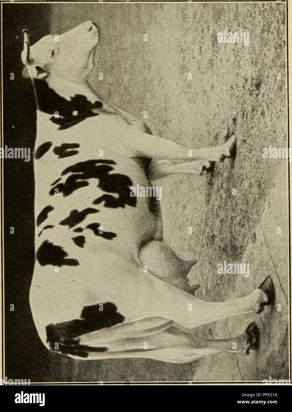 This section on dairy farming covers the Holstein-Friesian cattle breed ...
