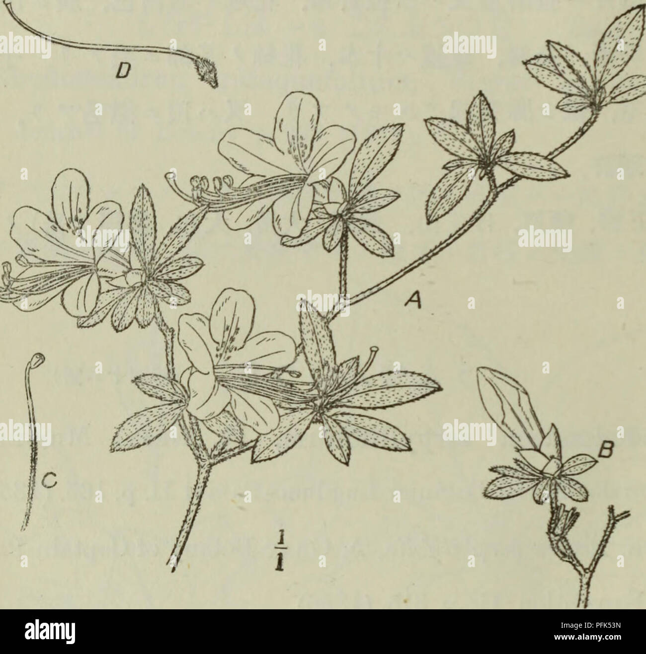 This Japanese botanical work, *Dai Nihon Jumokushi*, covers the flora ...