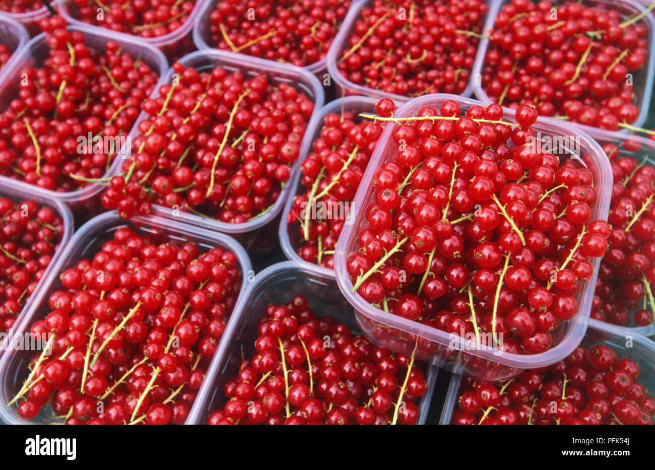 Red currants in plastic tubs, in a grid, one tub on top Stock Photo - Alamy