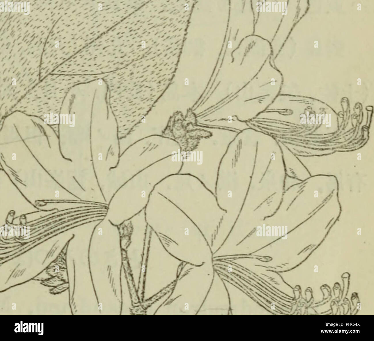 This book provides a detailed record of trees and shrubs native to ...