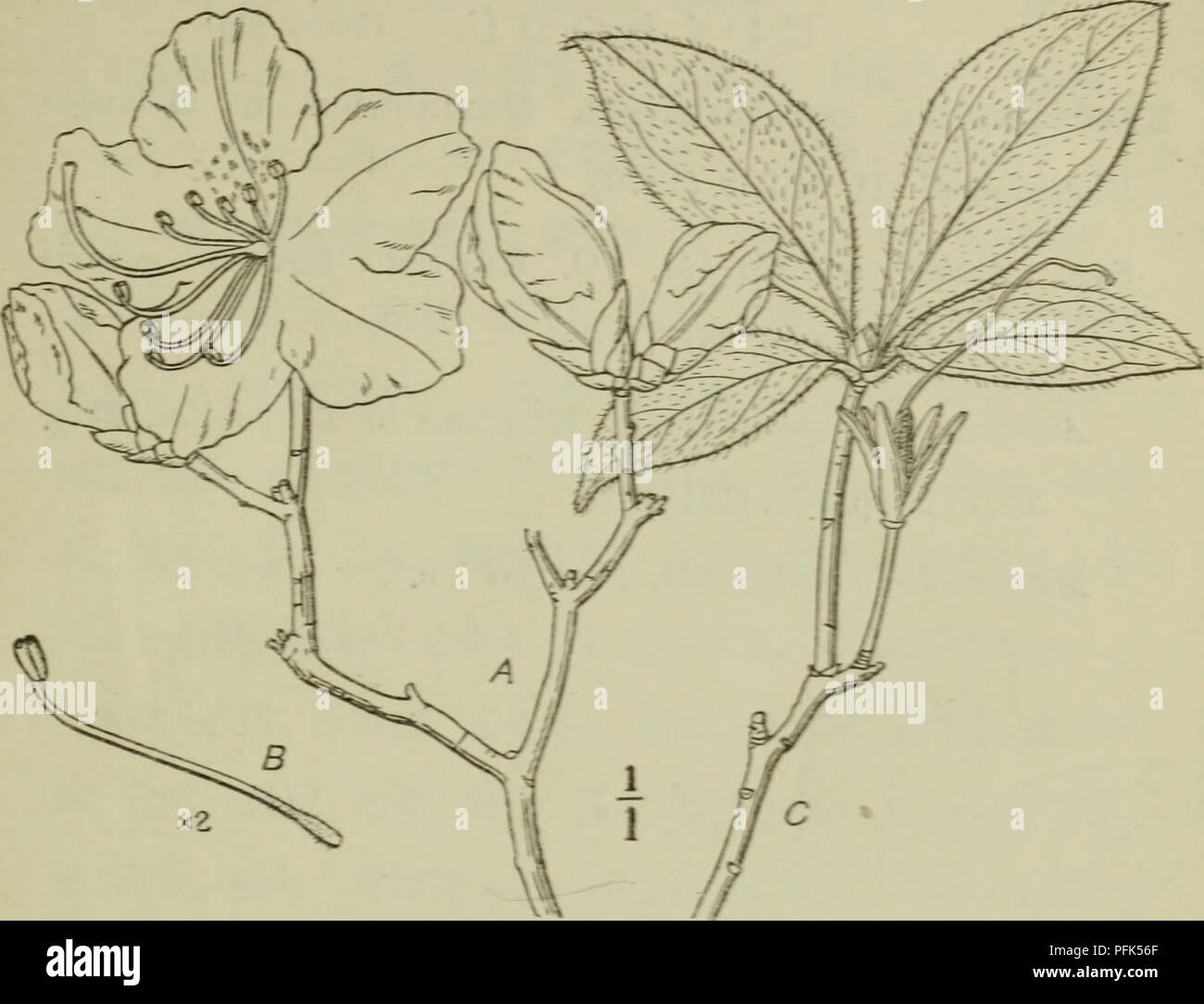 Eliodendron hi-res stock photography and images - Alamy