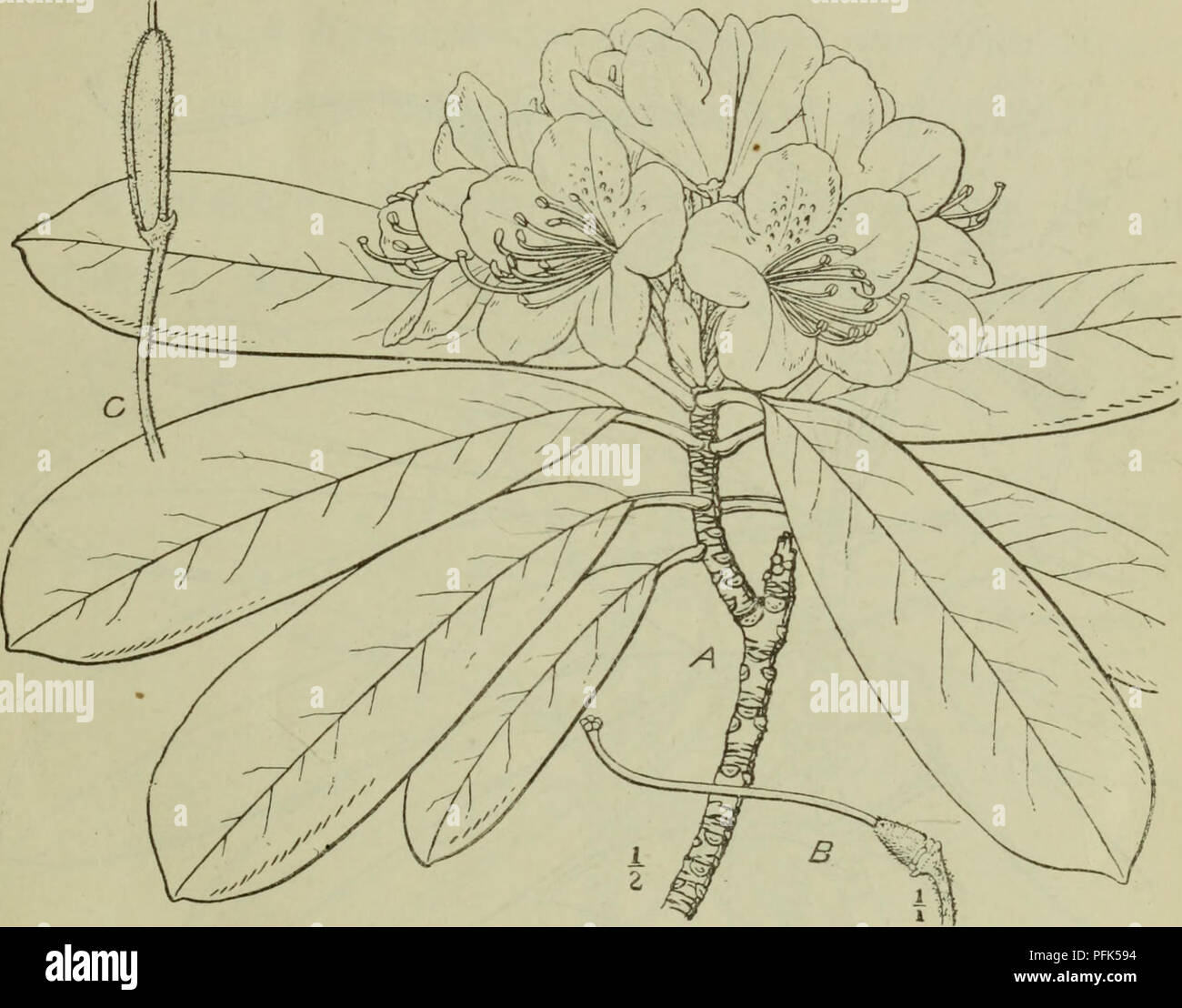 Nihon magazine hi-res stock photography and images - Alamy