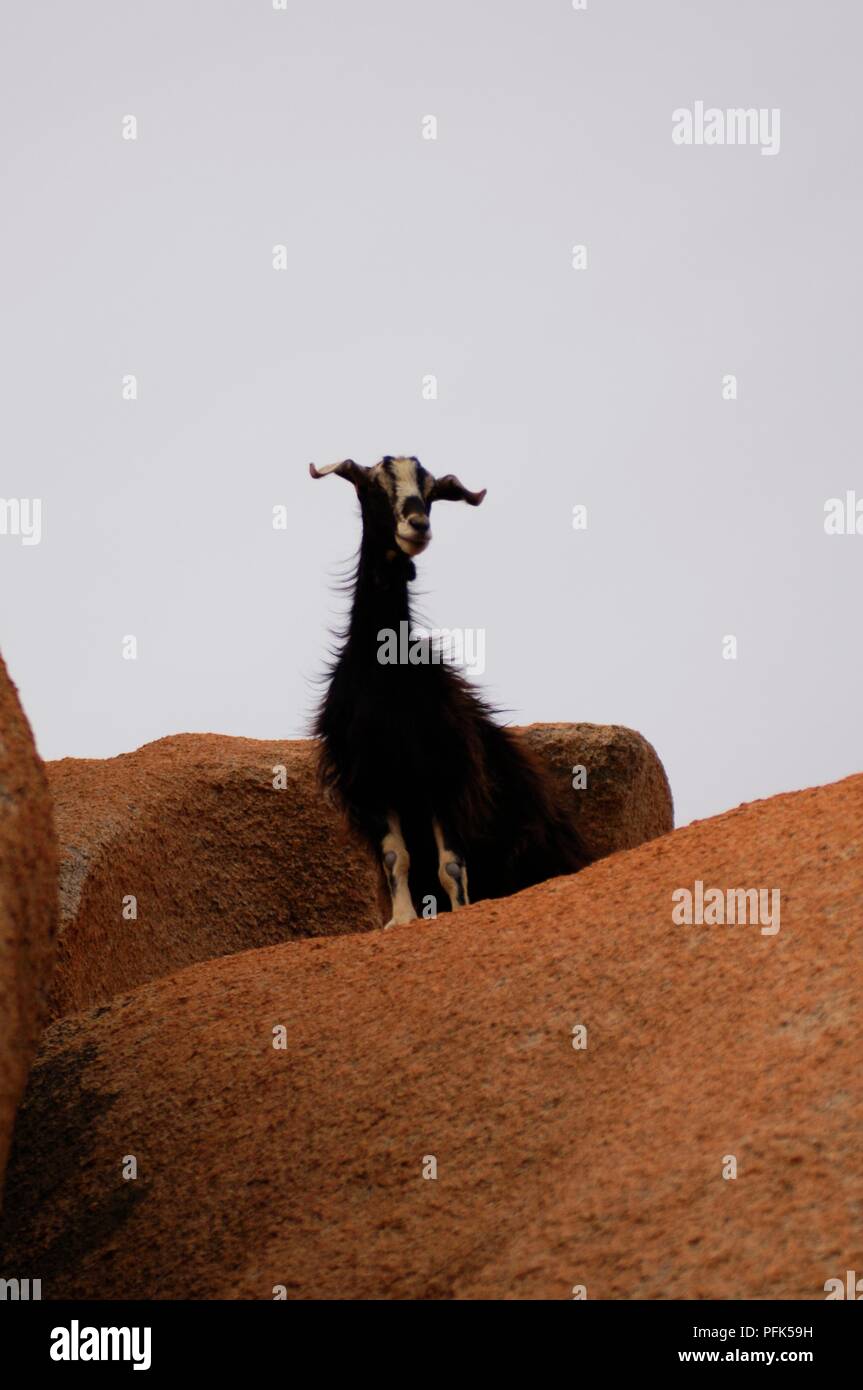Italy, Sardinia, Wild goat (Capra aegagrus Stock Photo - Alamy
