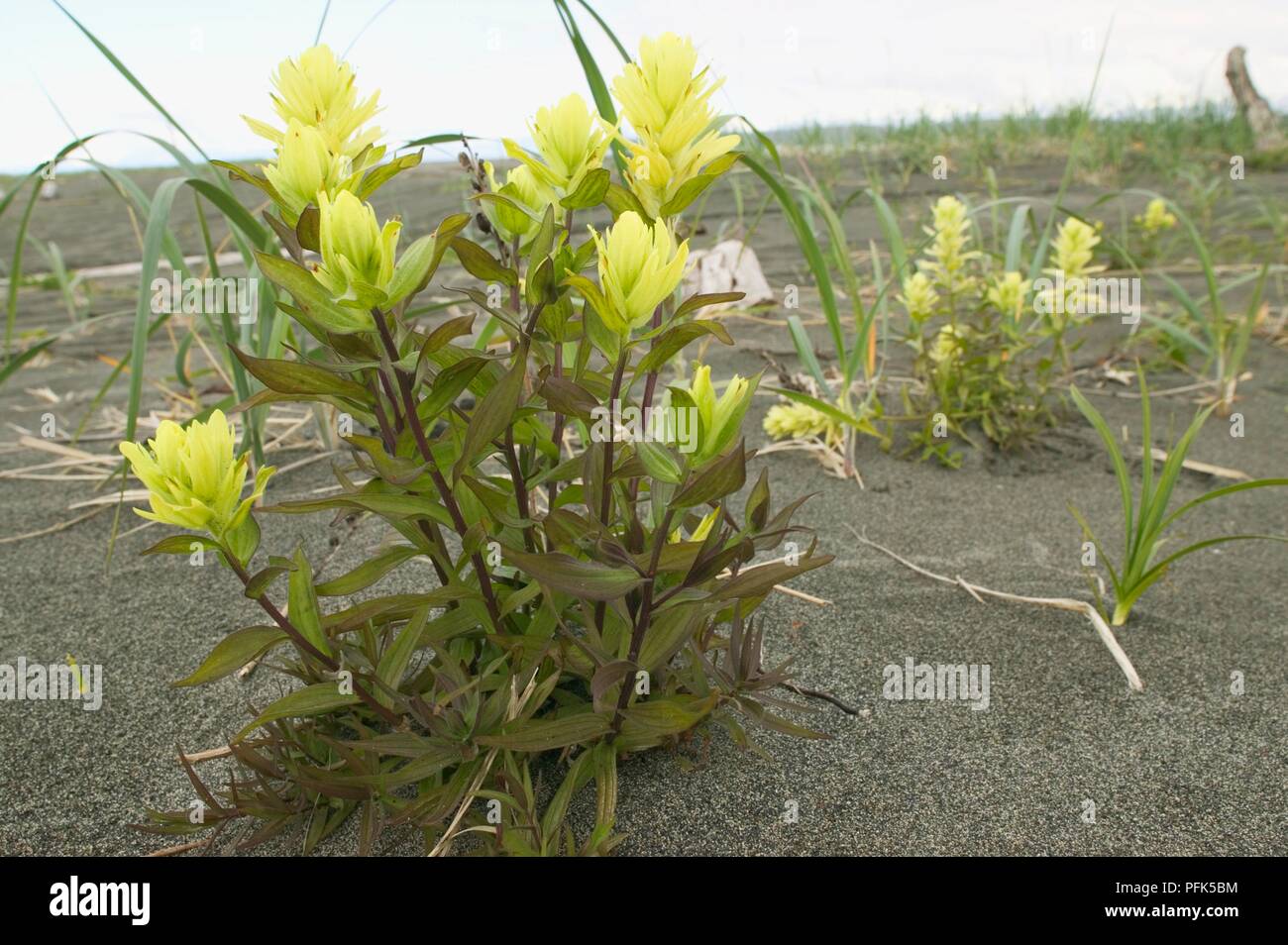 USA, Alaska, yellow wildflowers on beach Stock Photo - Alamy