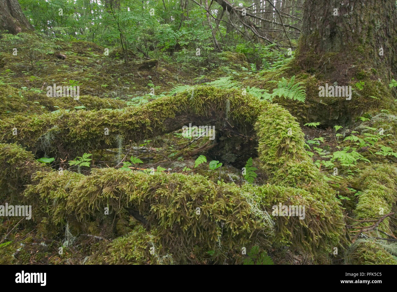 USA, Alaska, moss covering tree root on temperate rainforest floor ...