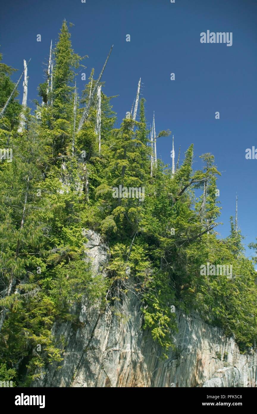 USA, Alaska, Behm Canal, trees growing on cliff top Stock Photo - Alamy
