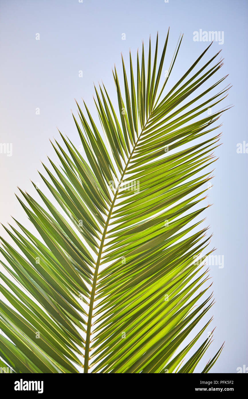 Spanish single palm tree branch curving into a blue sky Stock Photo - Alamy