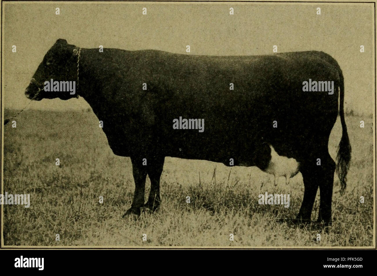 This entry on dairy farming explores the Red Poll breed of cattle ...