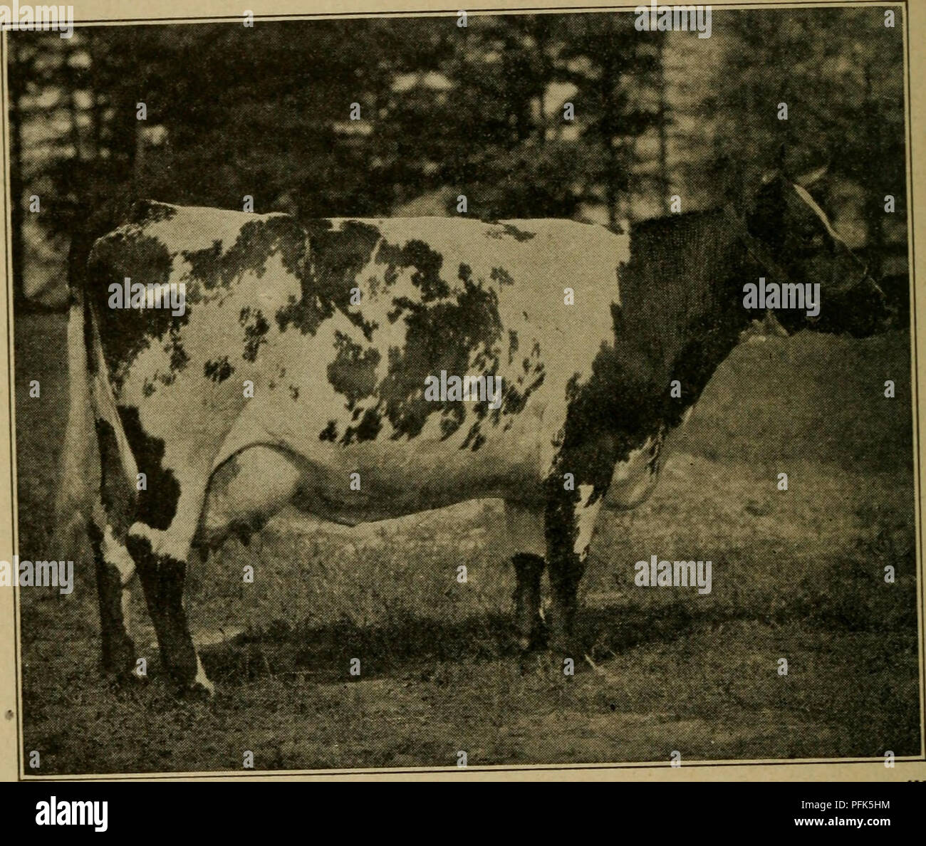 Durham Shorthorn Cattle High Resolution Stock Photography and Images ...