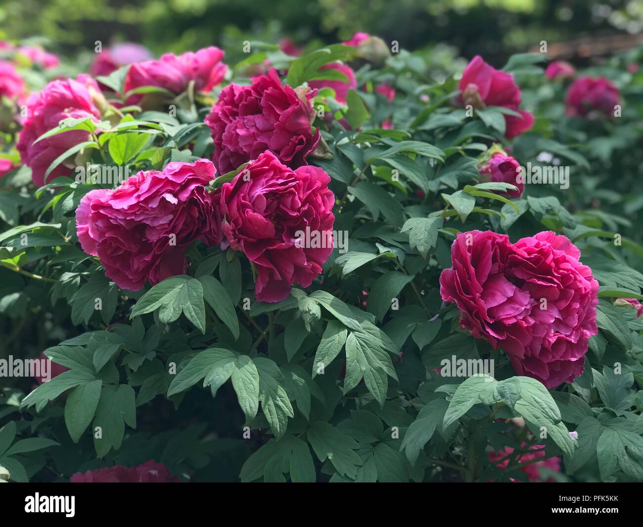 Brooklyn Botanic Garden on a Spring day, New York City, USA Stock Photo ...