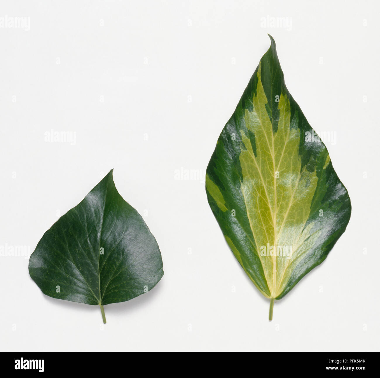 Rhomboid hi-res stock photography and images - Alamy