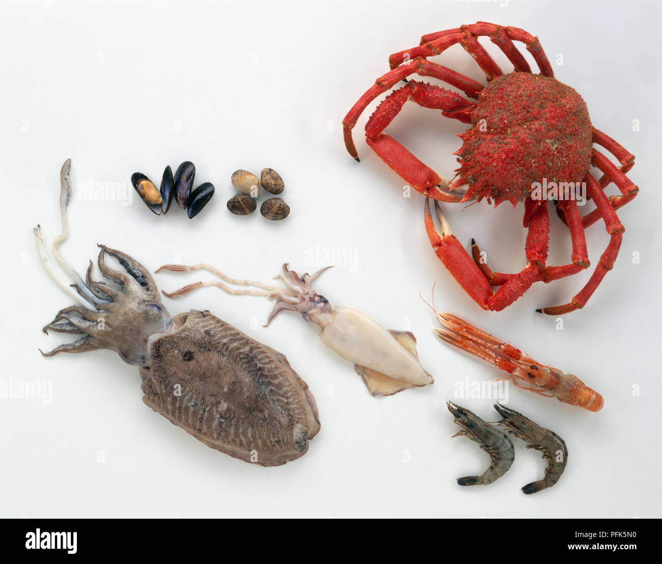 Cuttlefish Eating Crab