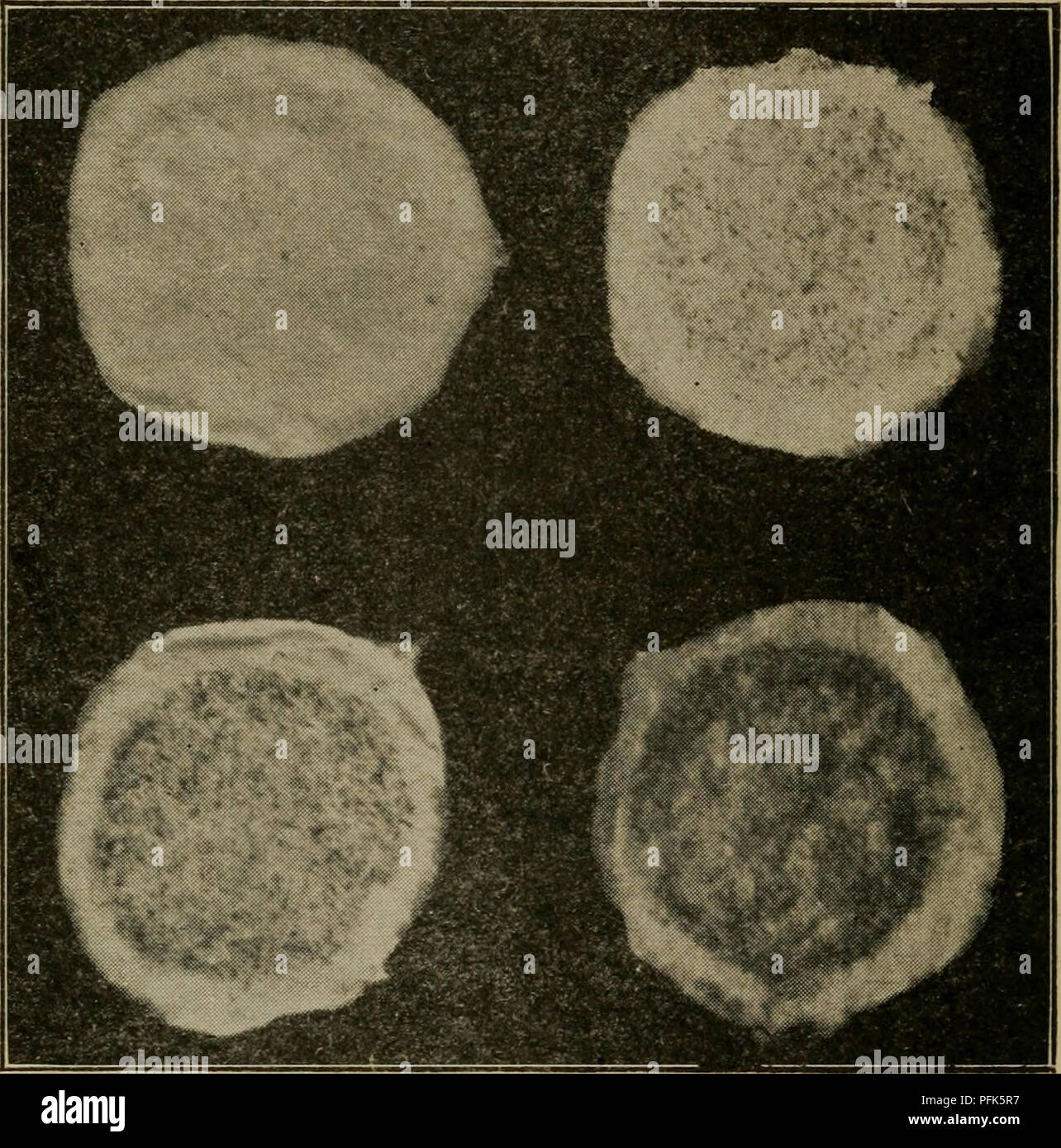 . Dairy farming. Dairying. 90 DAIRY FARMING. XV.—Sediment Tests from ...