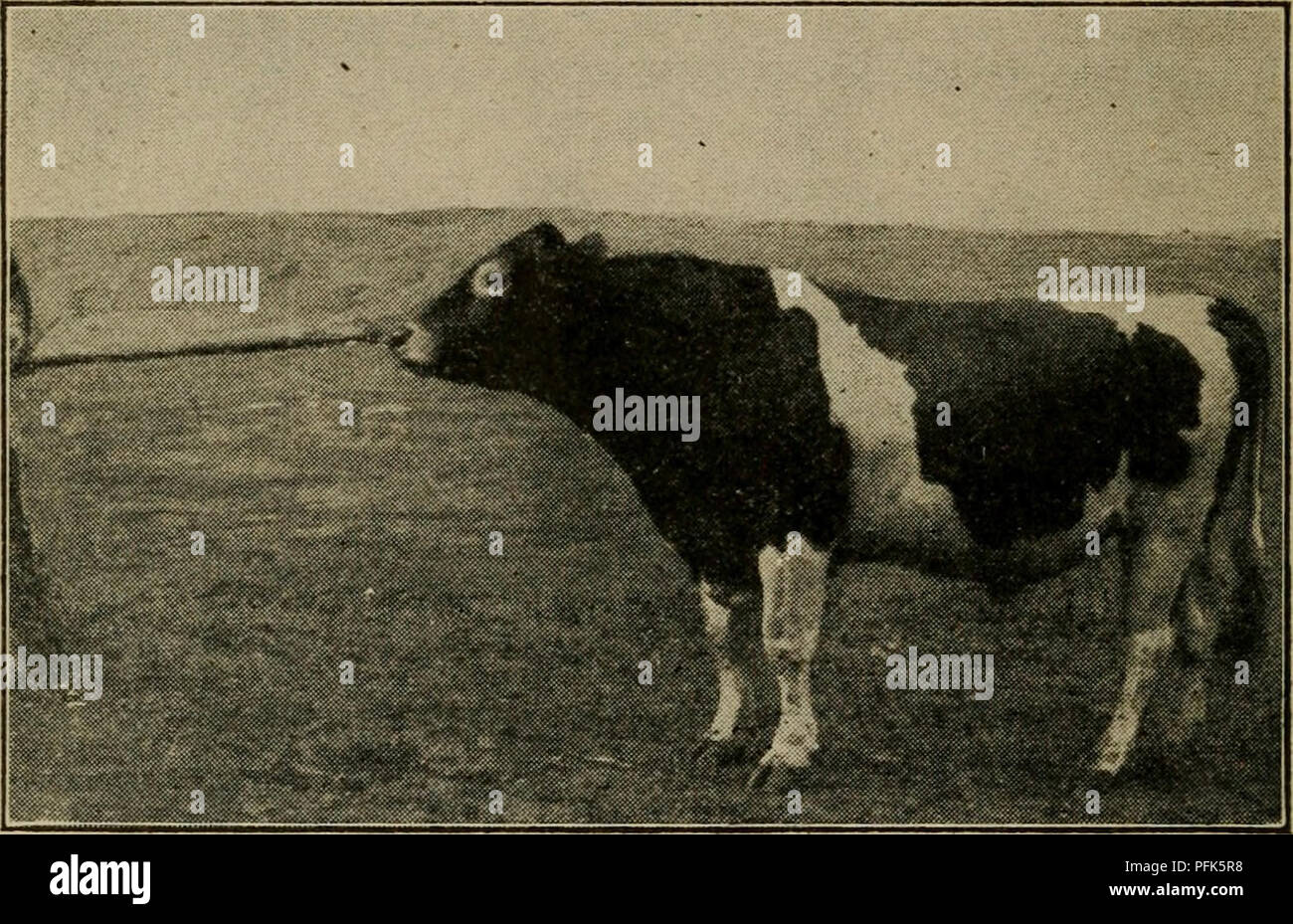 Guernsey bull hi-res stock photography and images - Alamy