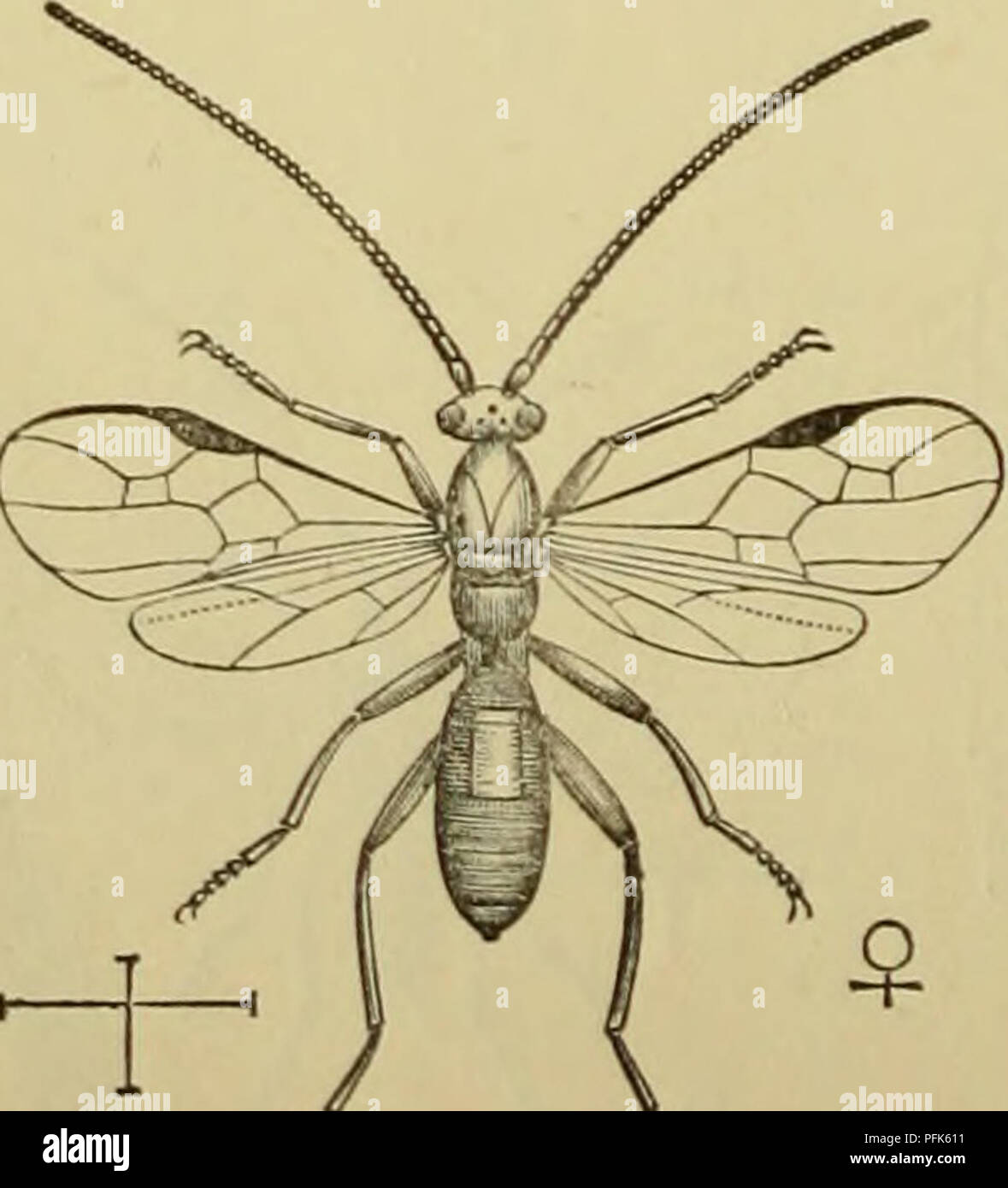 Bracon hi-res stock photography and images - Alamy