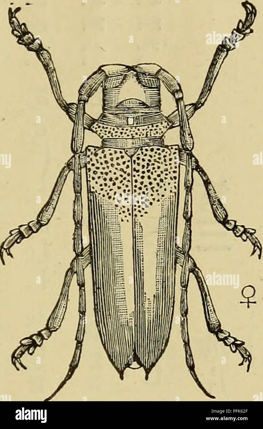 Xylotrechus hi-res stock photography and images - Alamy