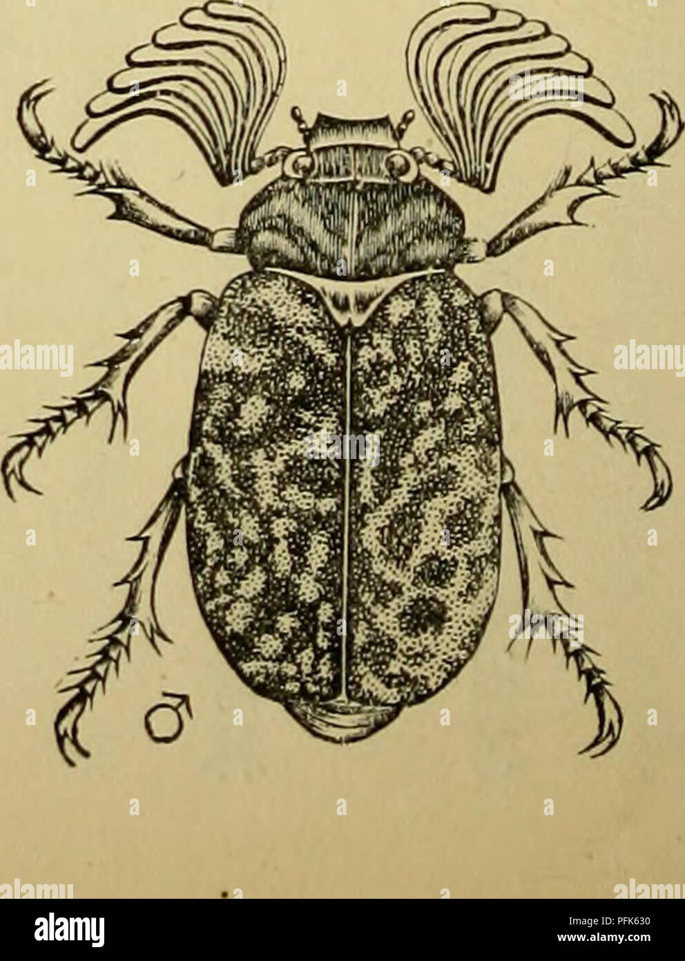 This catalog lists various species of insects presented in the first ...