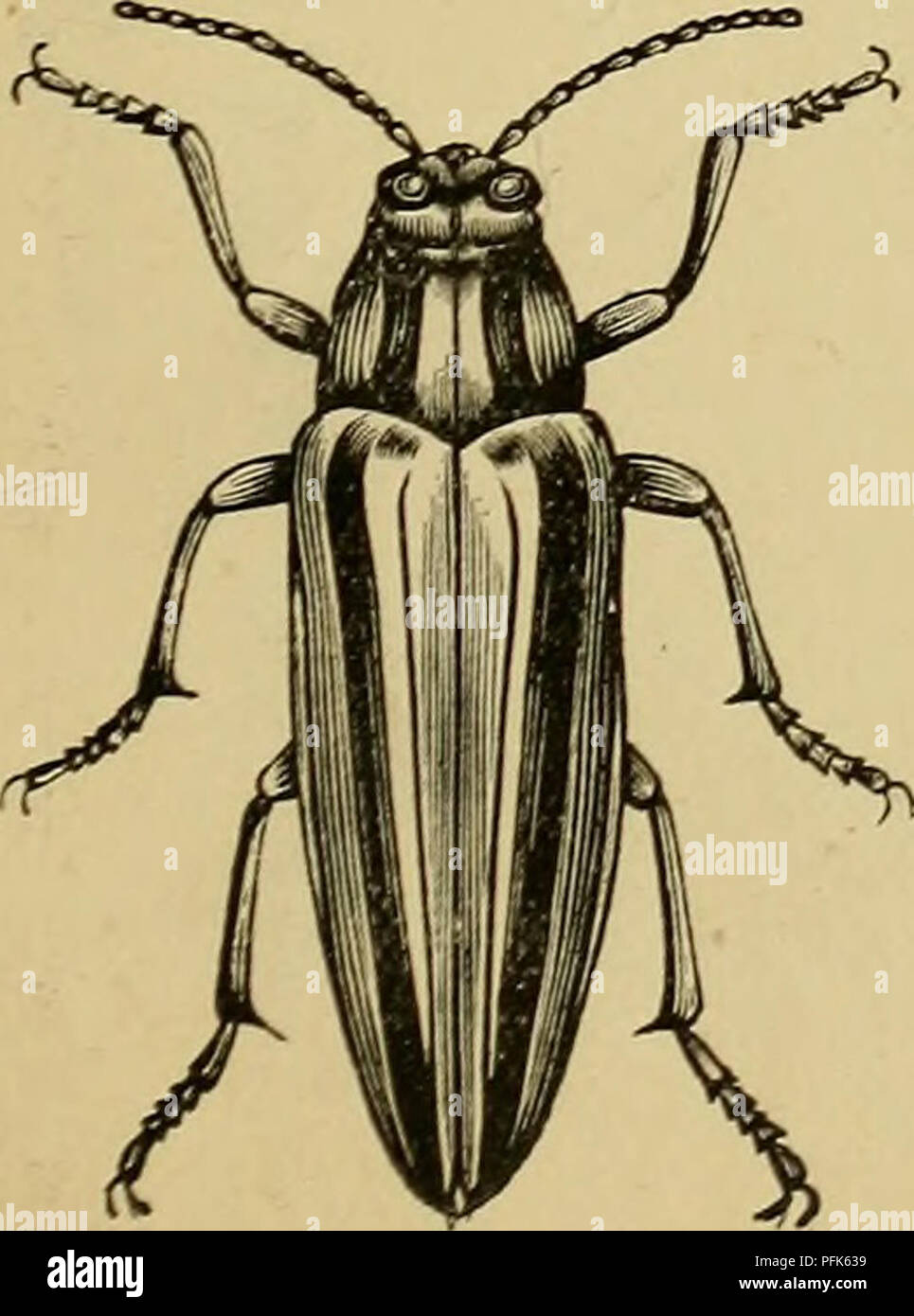 This catalog, published in Japan, lists the insects exhibited at the ...