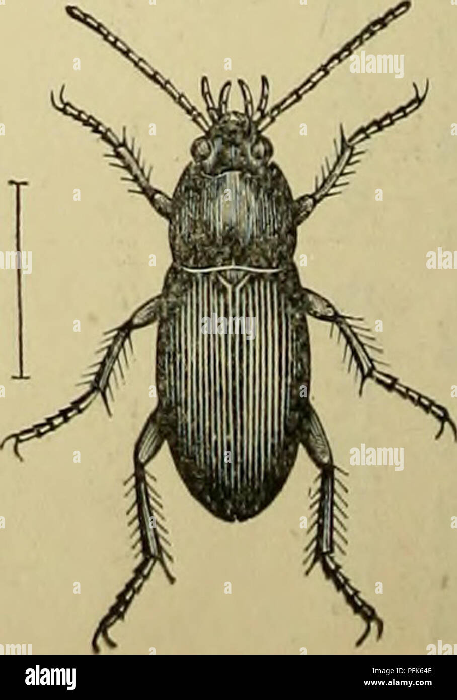 This catalog lists various insect species presented at the First ...