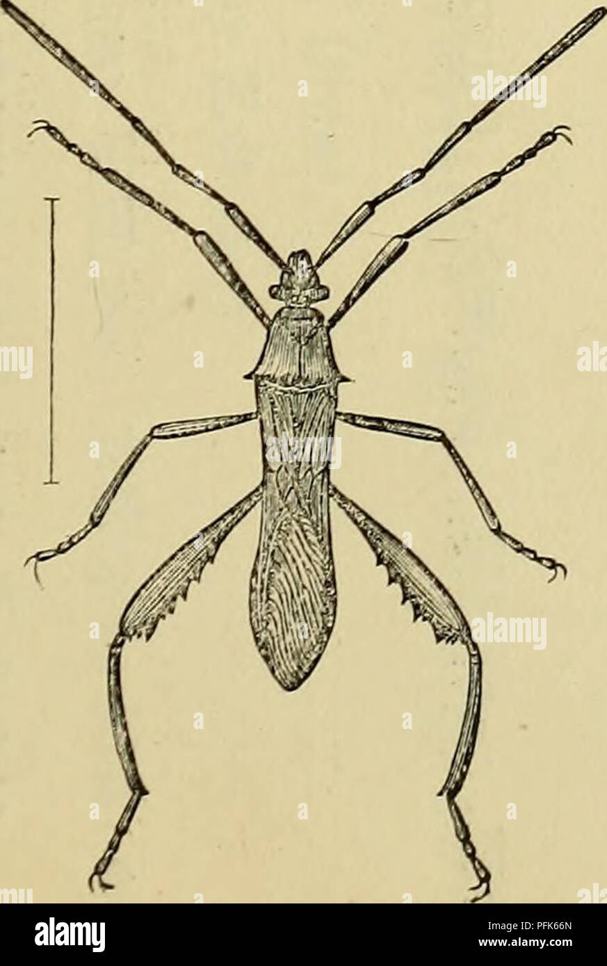 . Dai-ikkai zenkoku konchu tenrankai shuppin mokuroku. Insects. å ...