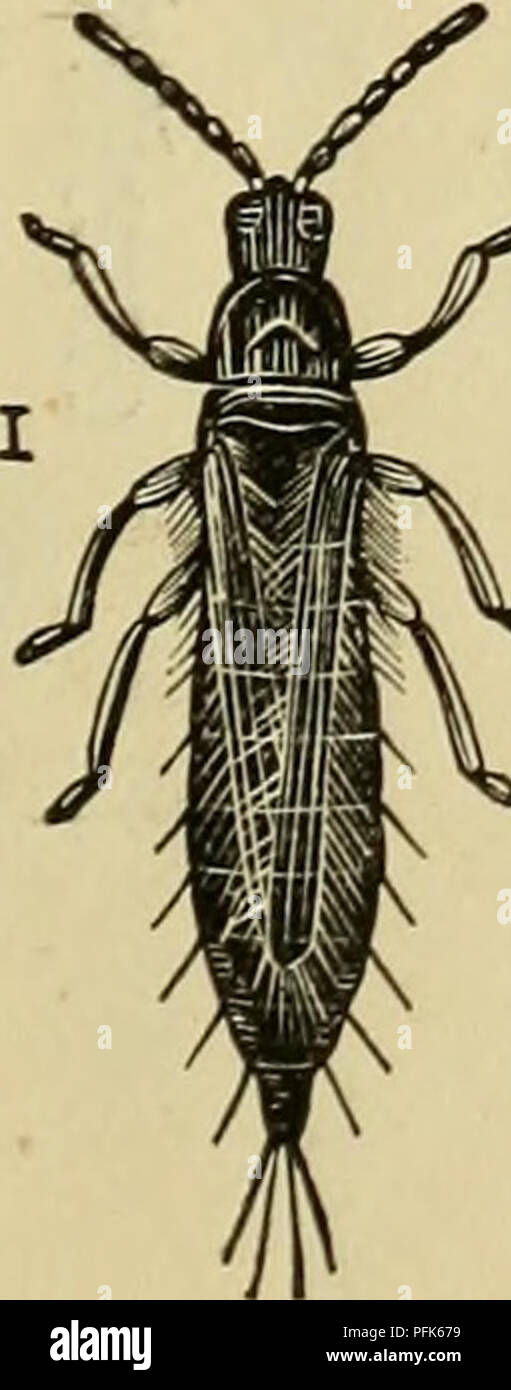 A catalog of insects displayed at the First National Insect Exhibition ...