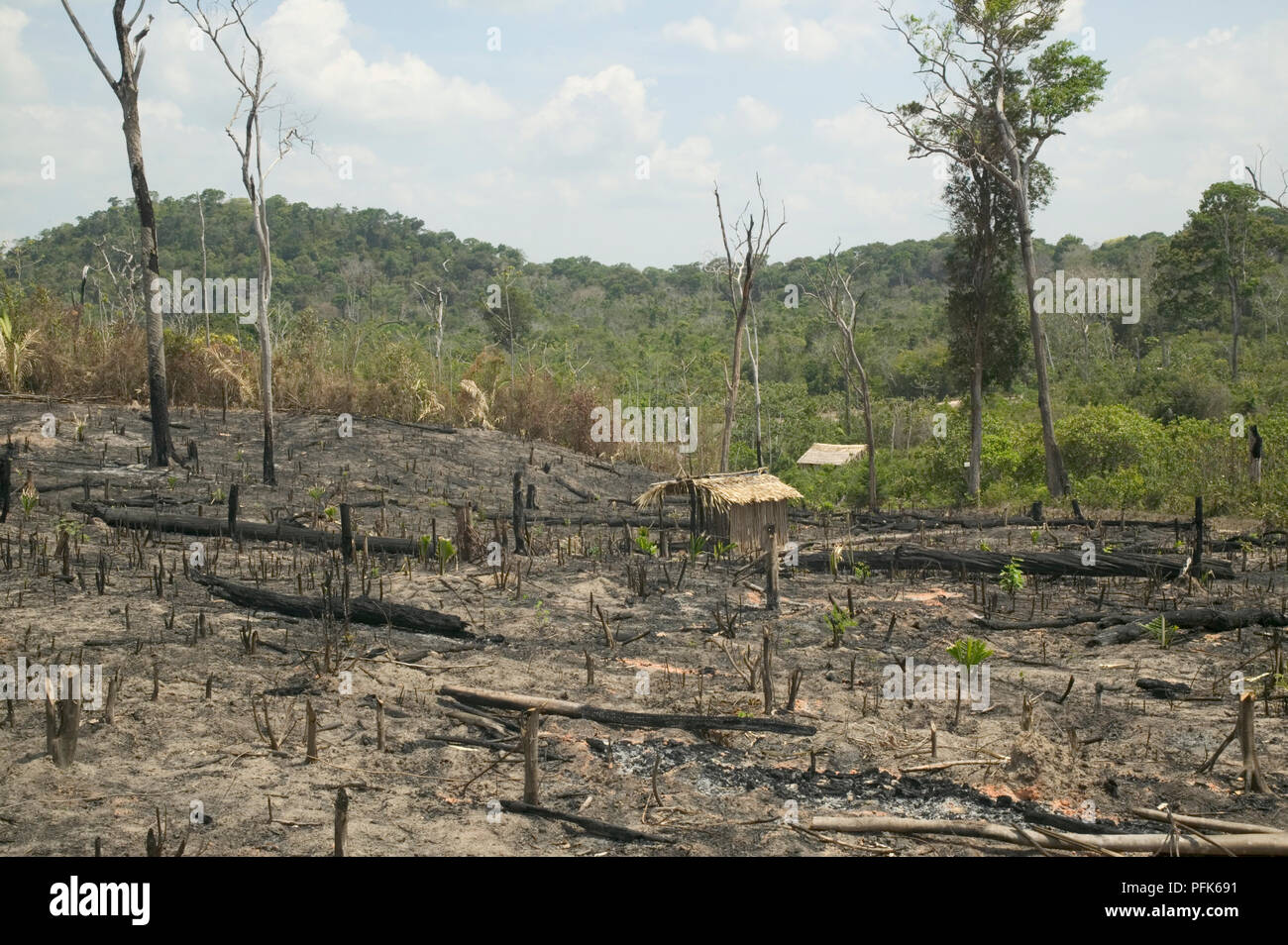 Brazil, Para, deforested patch of Amazon rainforest Stock Photo - Alamy
