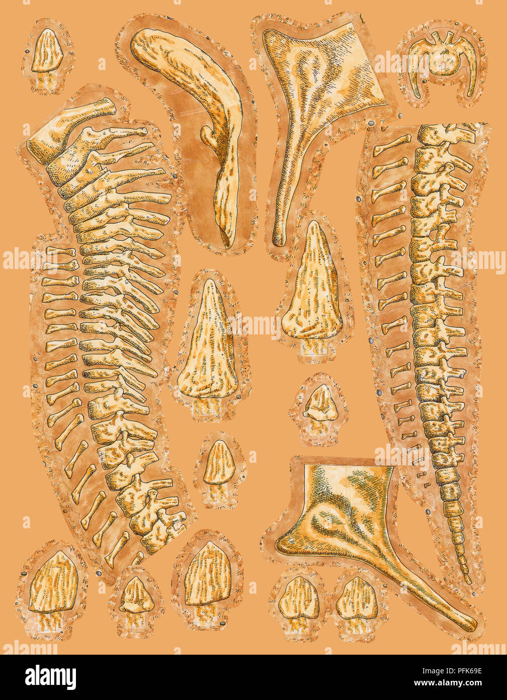 Dinosaur bones on coloured background, close-up Stock Photo - Alamy