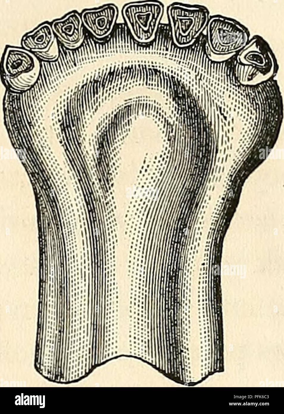 Dadd's work on veterinary medicine includes a detailed examination of ...