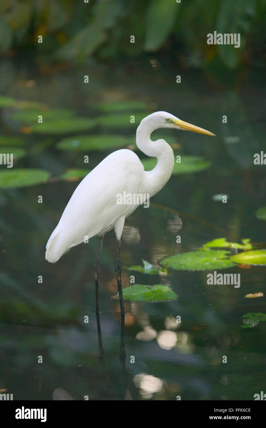 Great egret (Ardea alba) standing in shallow water of pond, side view ...
