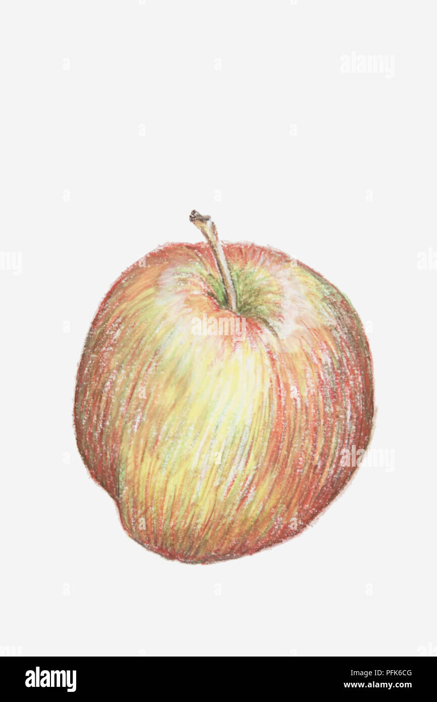 Chalk pastel drawing of apple Stock Photo - Alamy